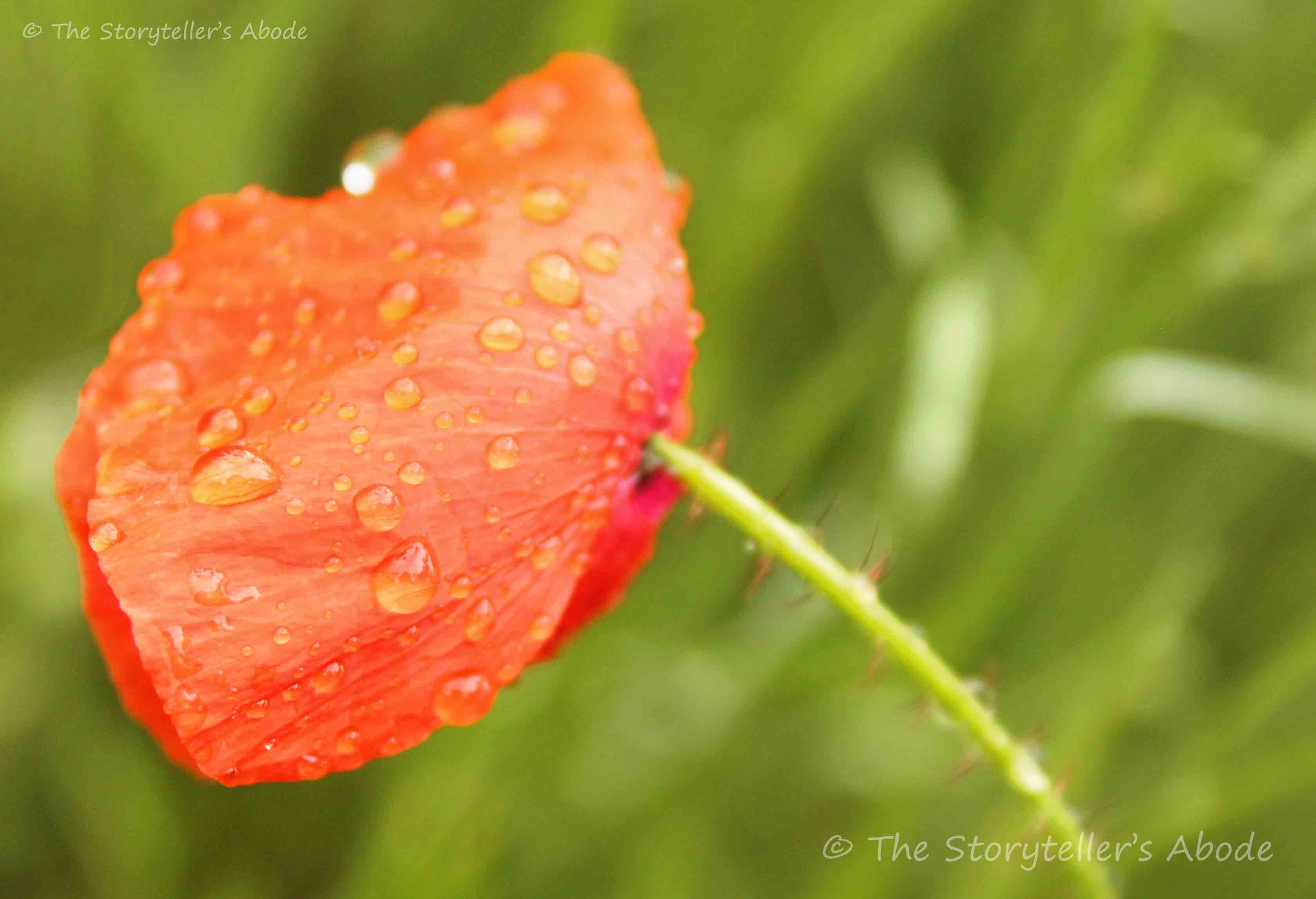 Remembering the Fallen – An Enchanted Place