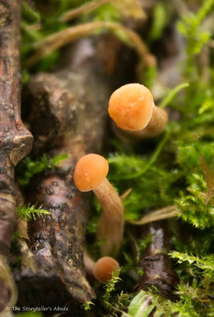 Toadstools – An Enchanted Place