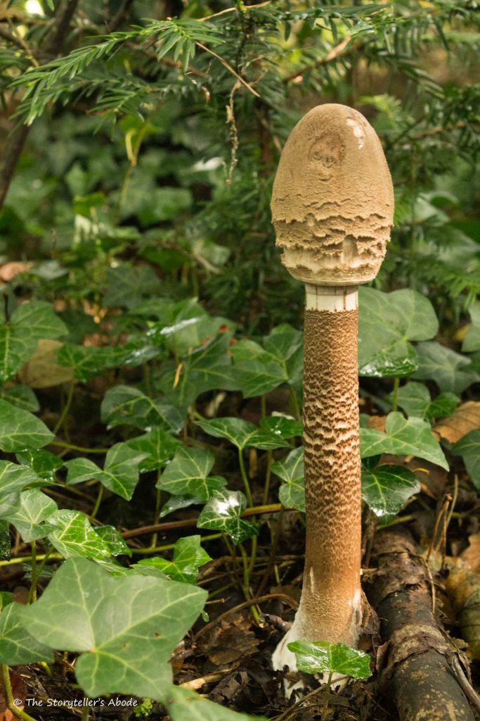 Toadstools – An Enchanted Place