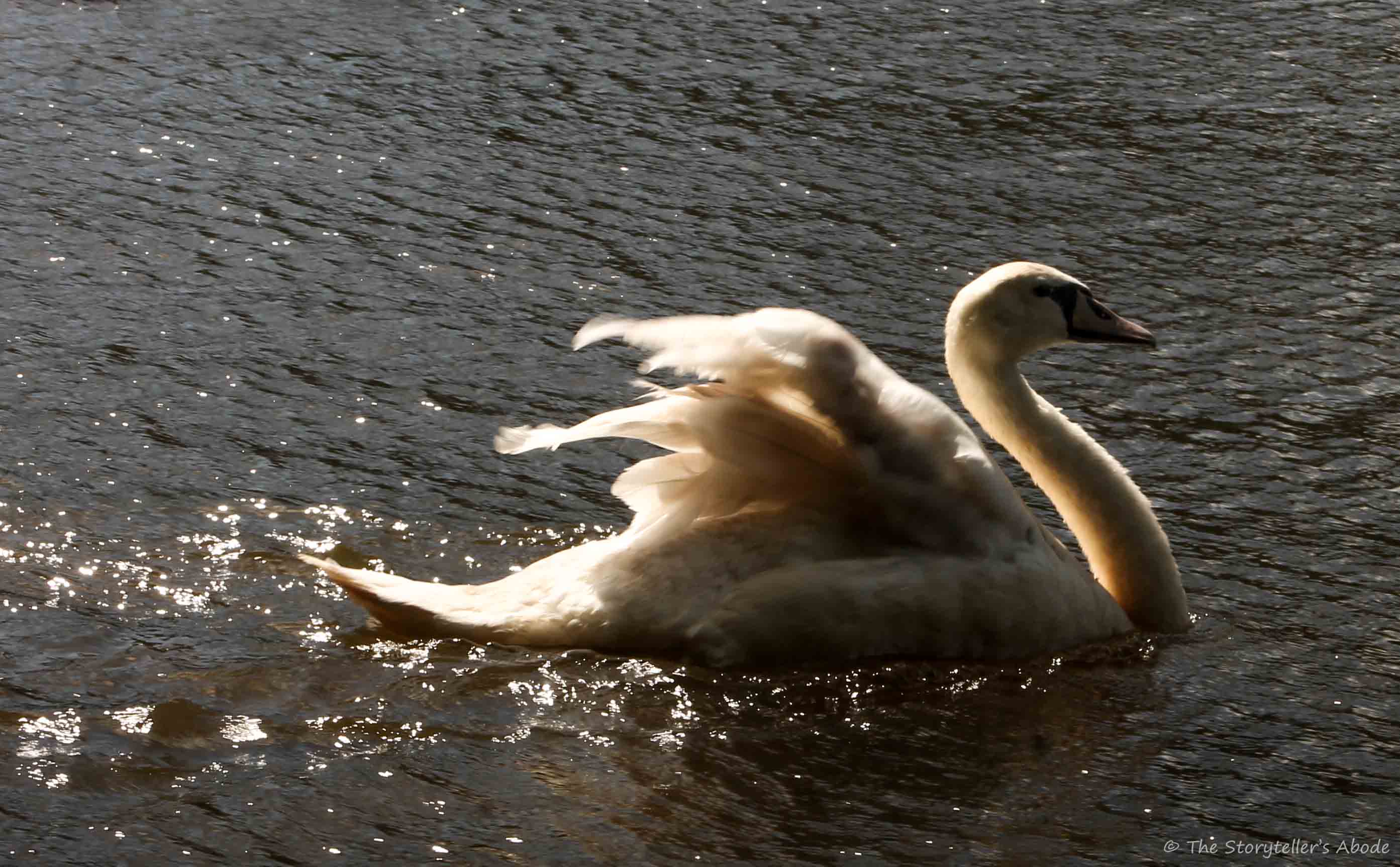 Swan – An Enchanted Place