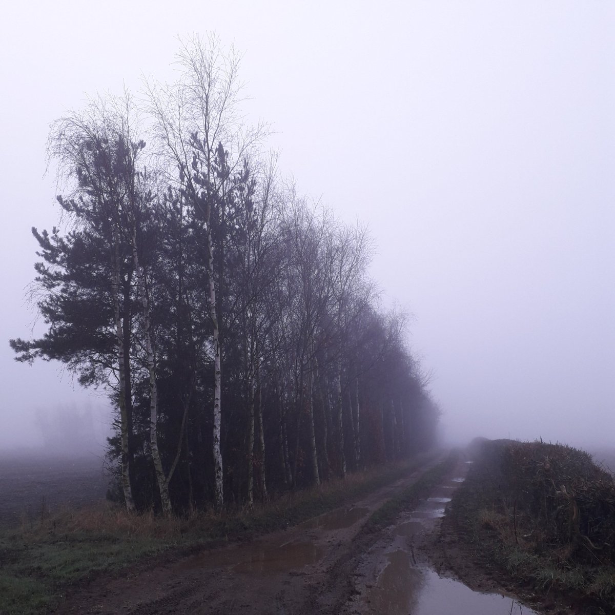 View Through the Mist – An Enchanted Place