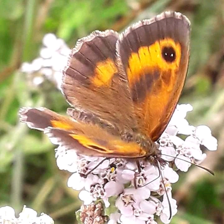 Big Butterfly Count 2020 – An Enchanted Place