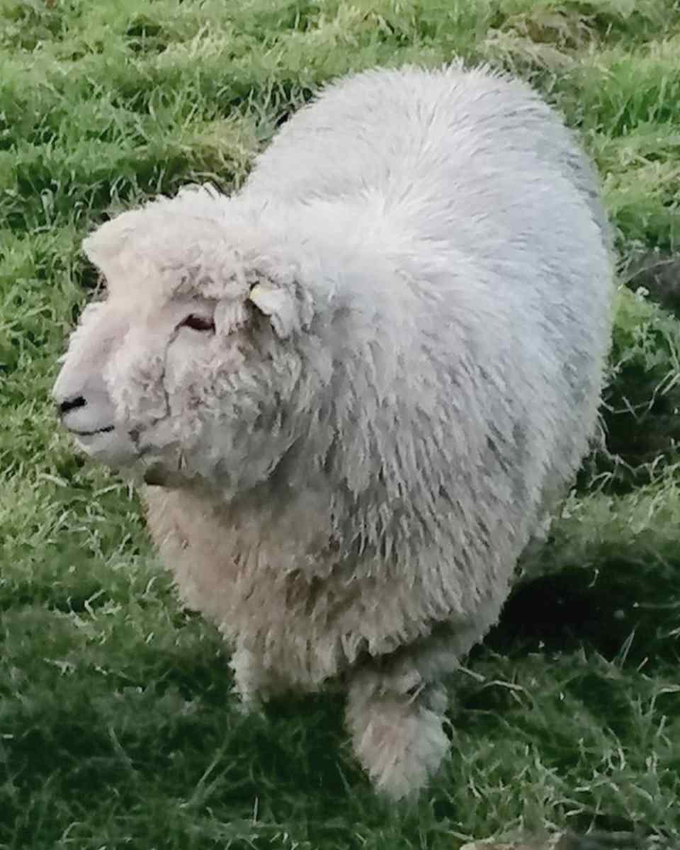 Sheep Shenanigans – An Enchanted Place