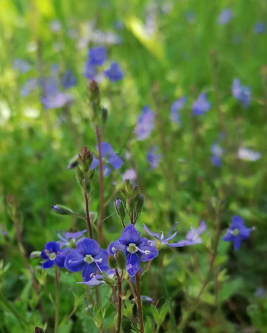 Break-time Wildflowers – An Enchanted Place