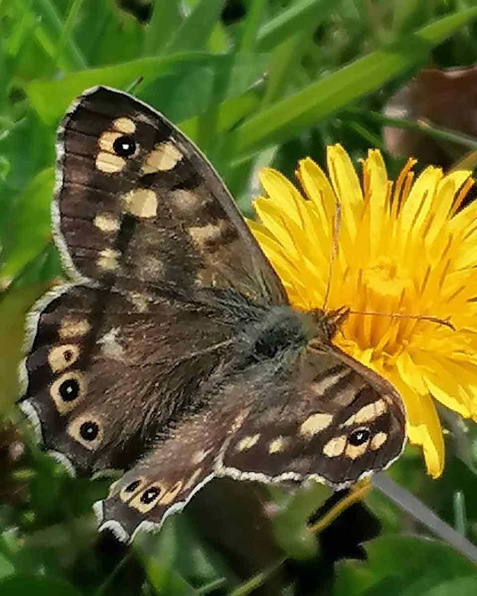 Meadow Life – An Enchanted Place