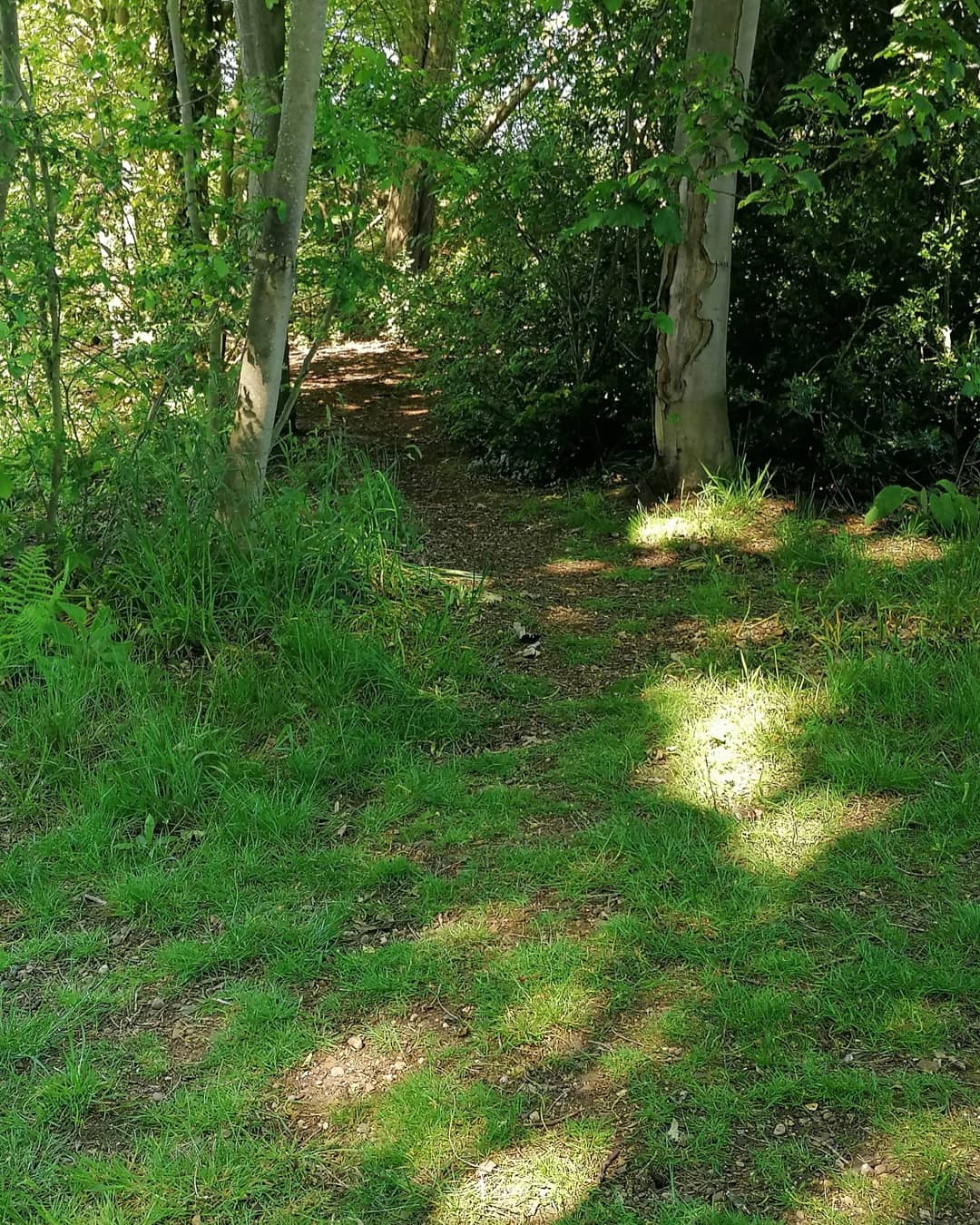 Paths of Dappled Sunlight – An Enchanted Place